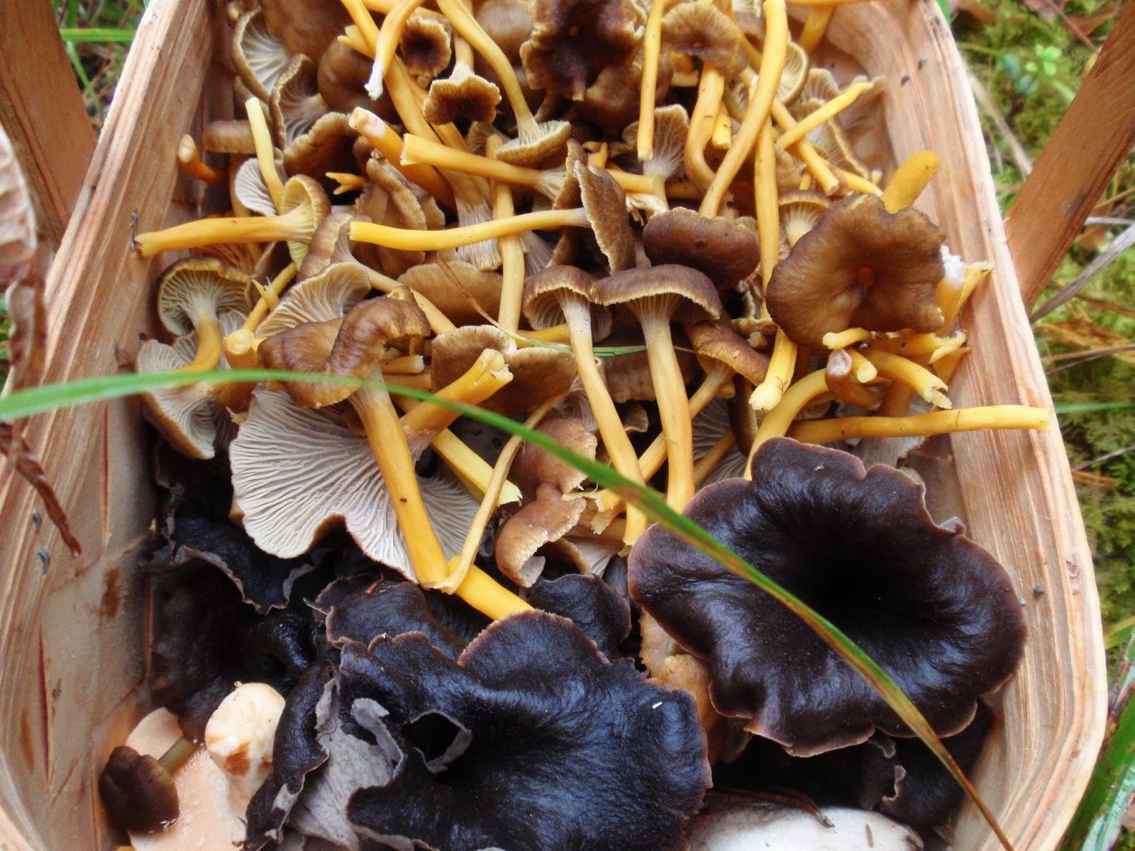 Sirpan luontoblogi: Mustatorvisieni piiloutuu poimijoilta