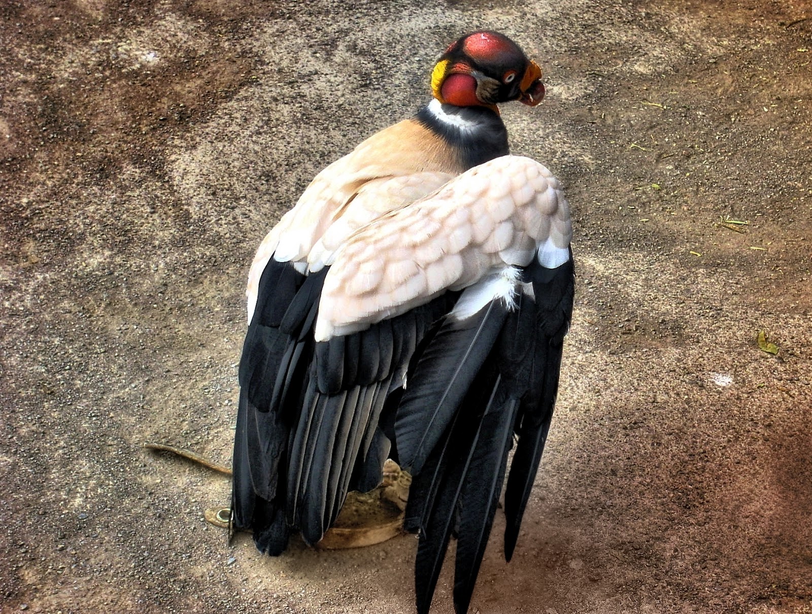 King Vulture