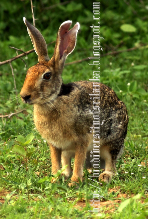 Biodiversity of Sri Lanka: හාවා[Hawa]/Black-naped Hare/Indian Hare ...