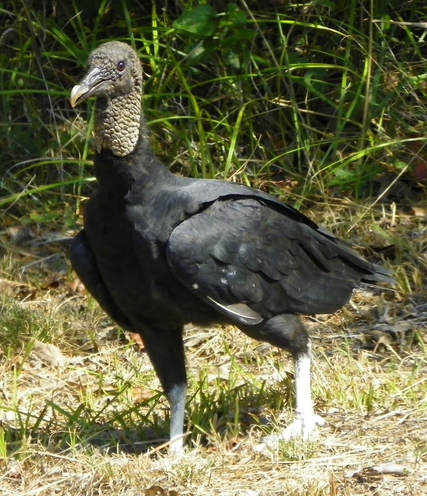 Larry Dablemont Outdoors: Red Wasps, Yellow-jackets and Black Vultures