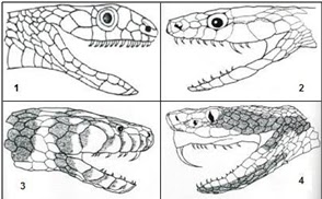 SCALY: ASPECTOS SOBRE LA BIOLOGÍA DE LAS SERPIENTES