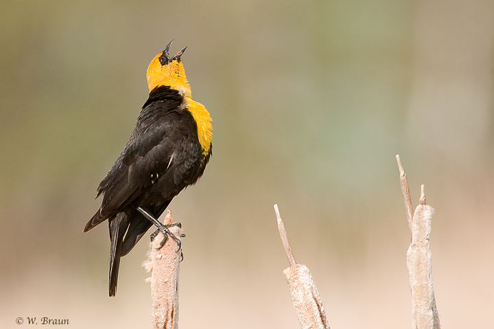 For the birds: Blackbirds in the cattail marshes