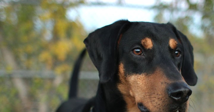 Basset Hound Doberman Mix