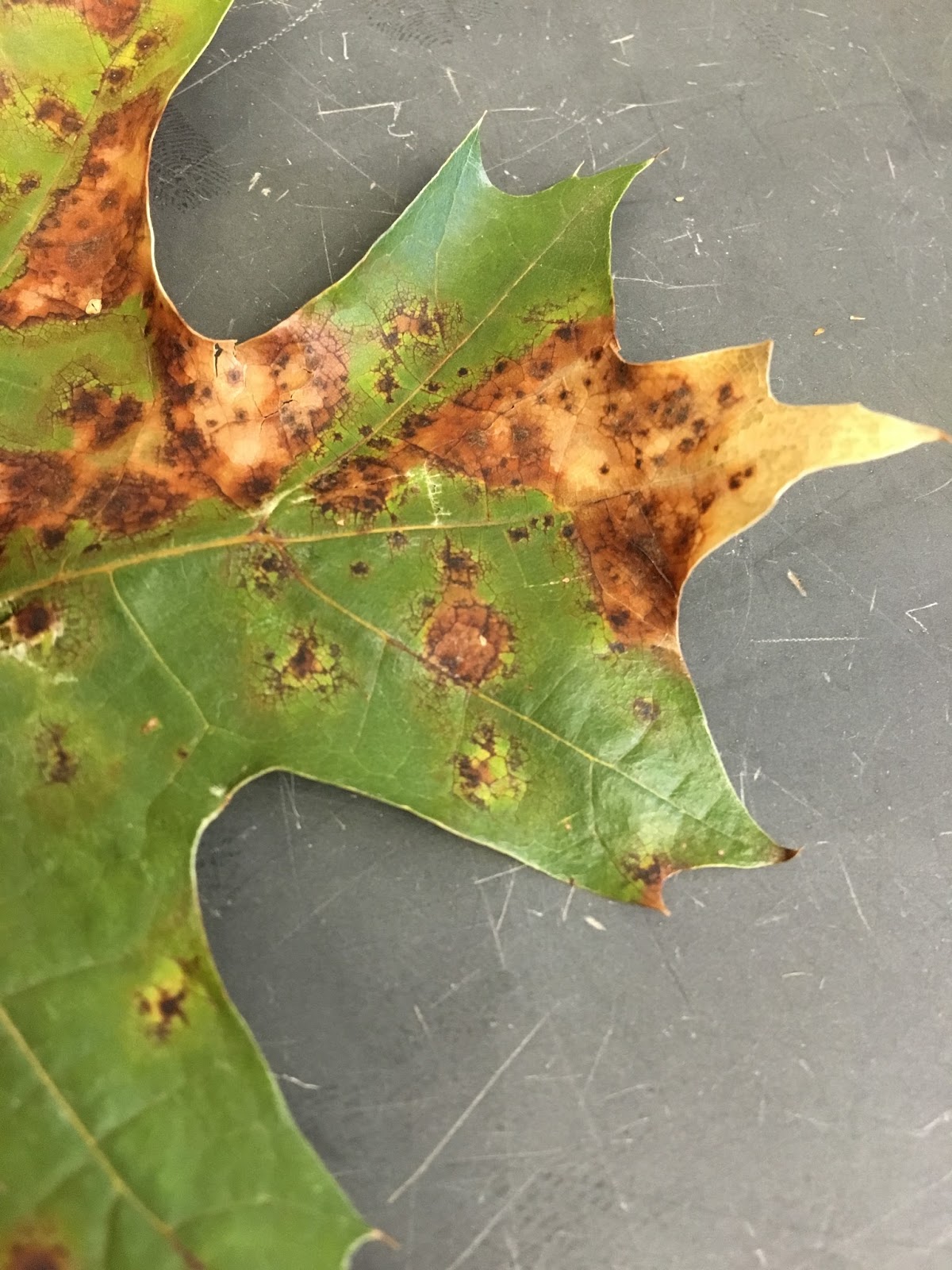 NMSU Plant Clinic: Tubakia Leaf Spot