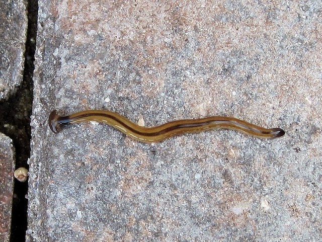 The Bizarre Hammerhead Worm: Substrate Predator Extraordinaire | The ...