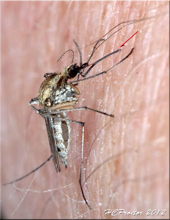 The Home Bug Garden: How to know a fly: Mozzies & Midges