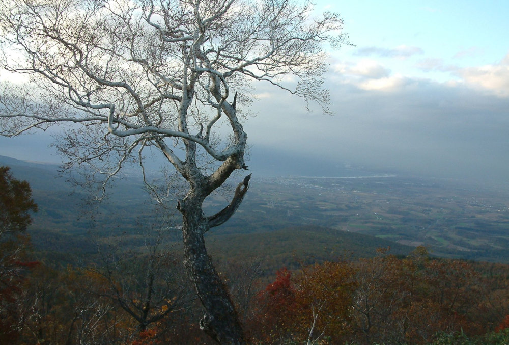 SHOTs rambling Japan: Shinsen-numa Marsh in Niseko (Hokkaido)