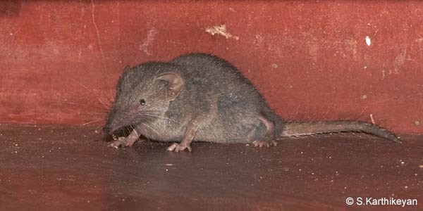 Grey musk shrew (suncus murinus caerulescens)