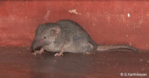 Grey musk shrew (suncus murinus caerulescens)