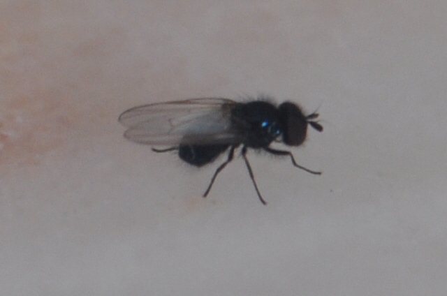 ZOOTOGRAFIANDO (6.057 ANIMALS): MOSCA NEGRA (Simuliidae sp.)