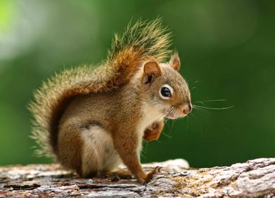 Synevovet - totul despre animalele de companie: Veverita ca animal de ...