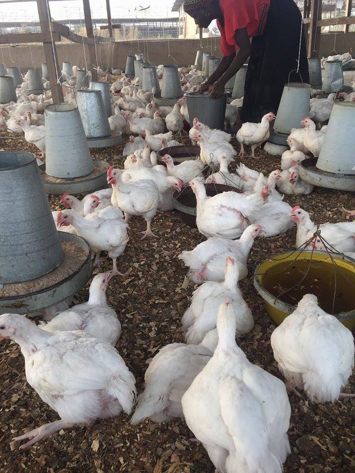 THE FIVE FREEDOMS FOR ANIMAL WELFARE