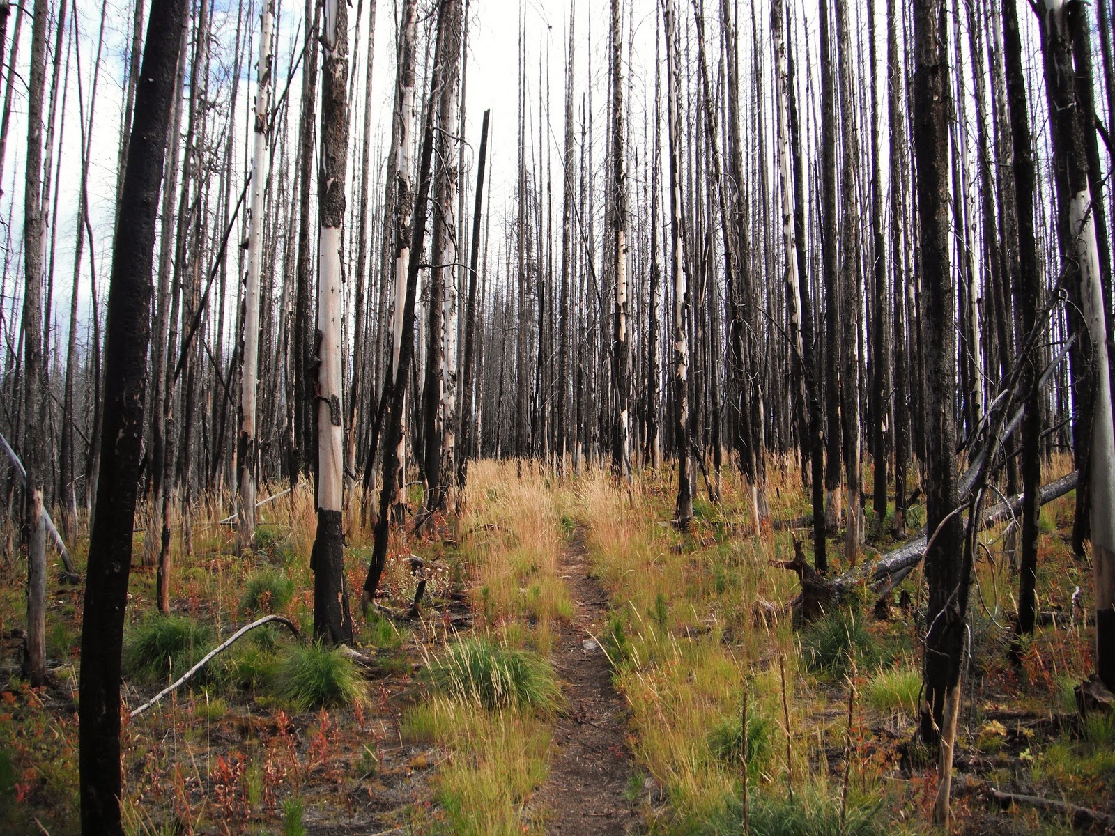 STAY VERTICAL: Split Creek, Secesh River Loop