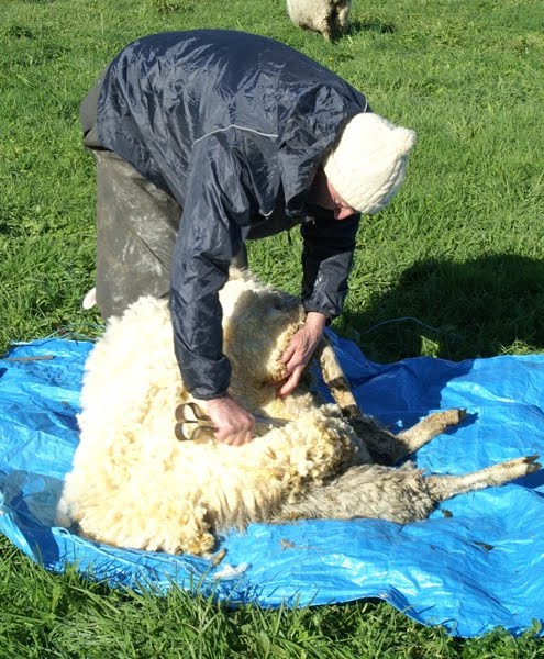 Woolshed 1: Sheep Husbandry - blade shearing method