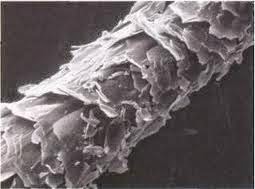 Tartós hullám = Dauer