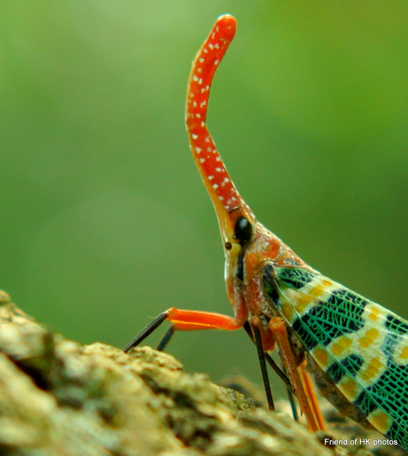 Photographic Wildlife Stories in UK/Hong Kong: Fascinating Lantern Bugs
