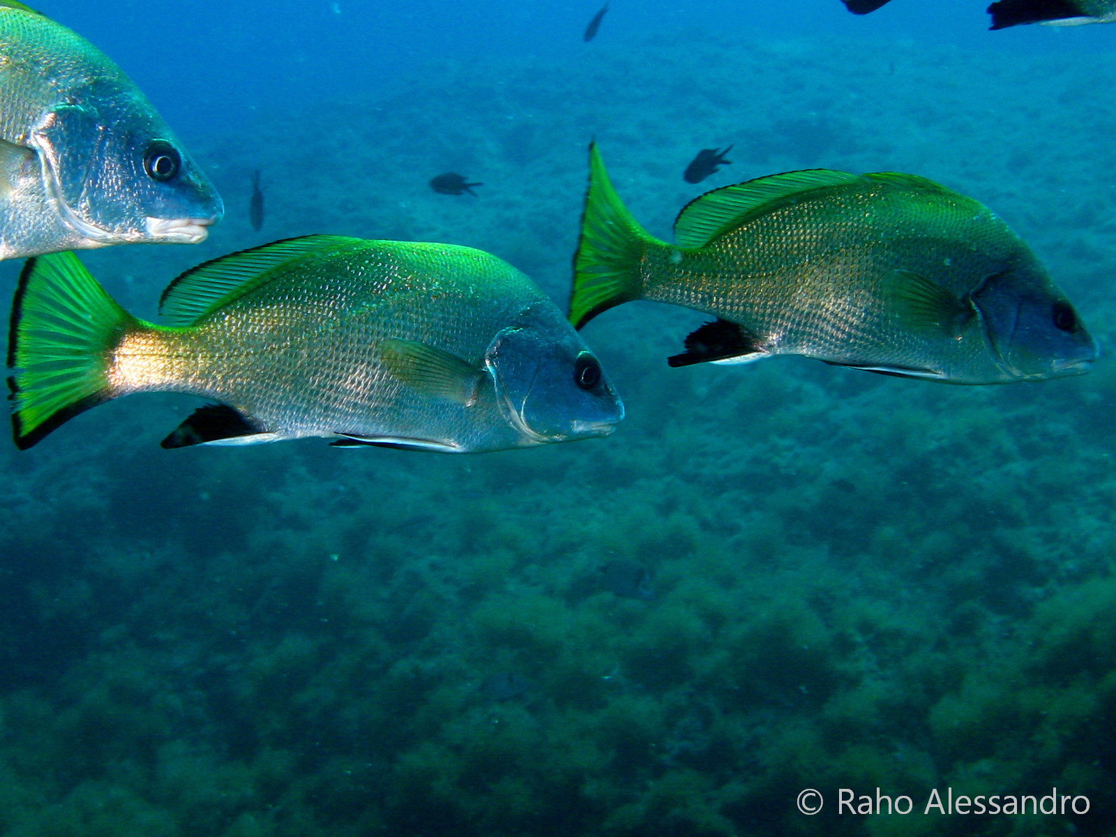 Necton e Plancton: Pesci: Corvina