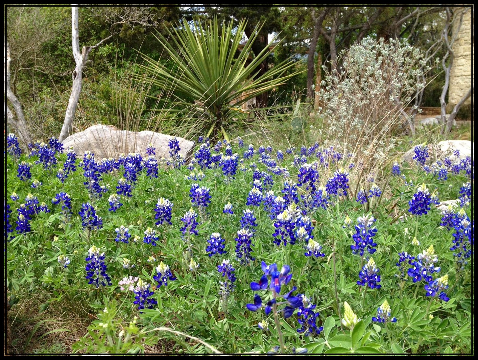 Texas Homemaking: Grand Opening :: Luci and Ian Family Garden at the ...