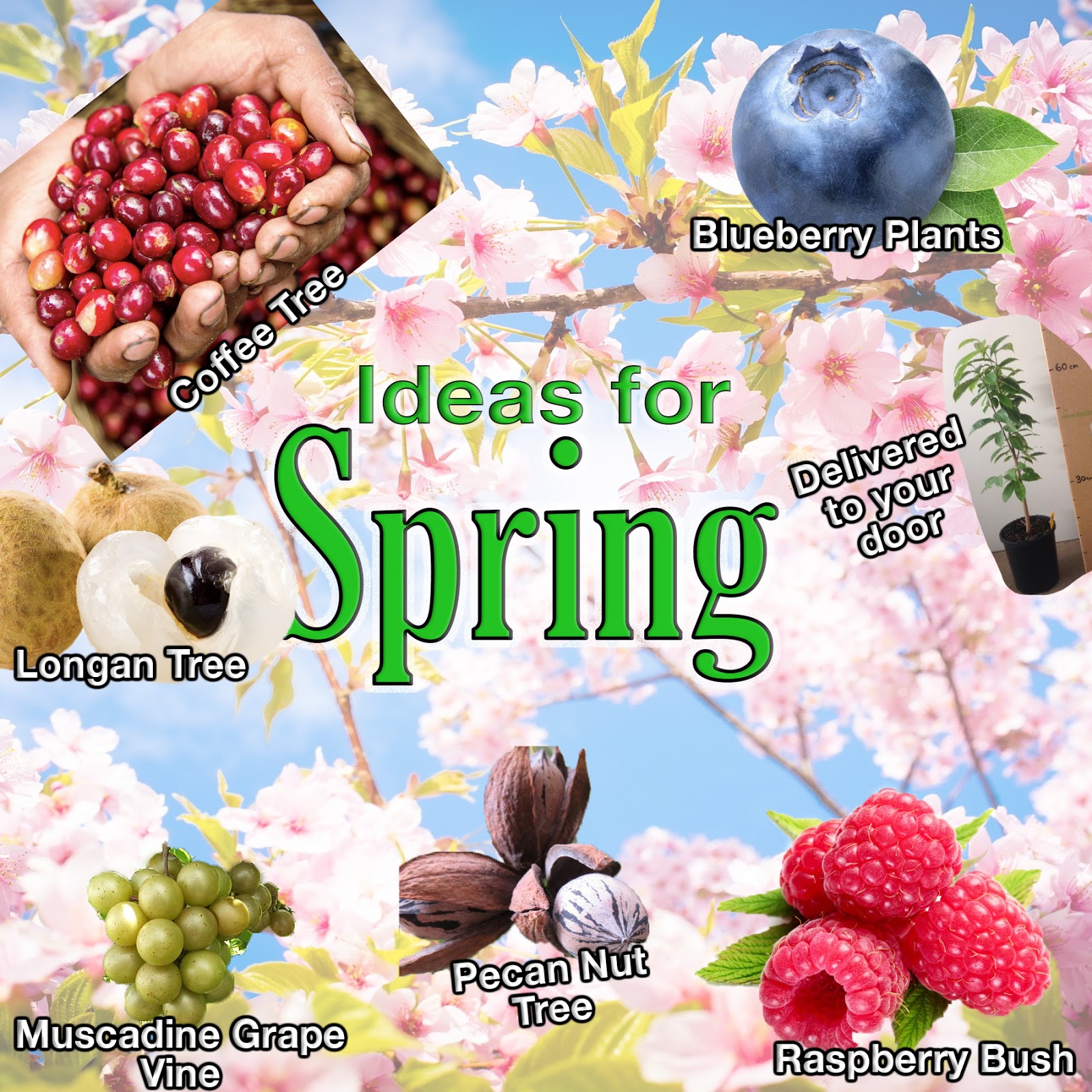 Daleys Fruit Tree Blog: Welcome to Spring 2017