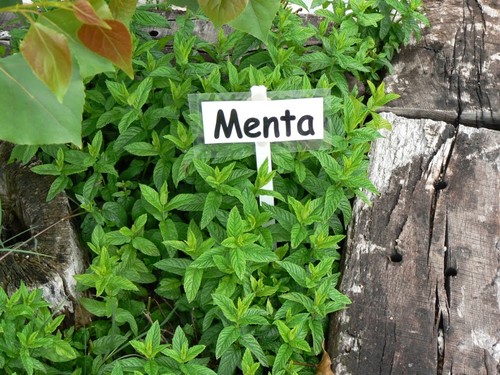 Biólogos do A3CNSG: Qual a diferença entre Menta e Hortelã?