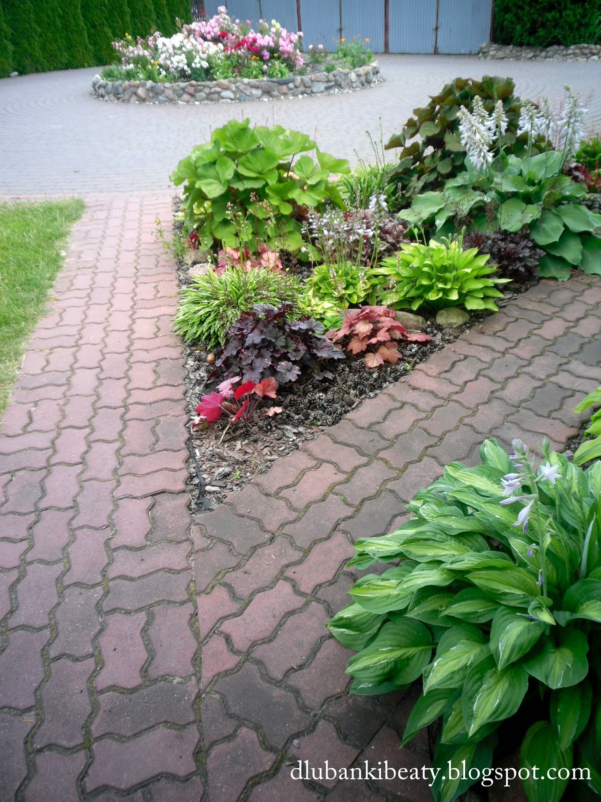 Dłubanki Beaty: Hosty i żurawki- żurawki i hosty .....książka w tle ;)