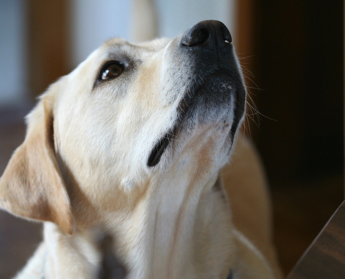 Our Beautiful World: Animal Expressions