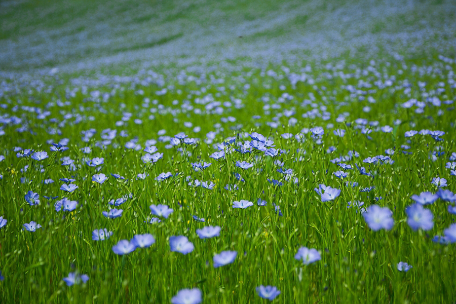 TRAMA E ORDITO - il blog della moda