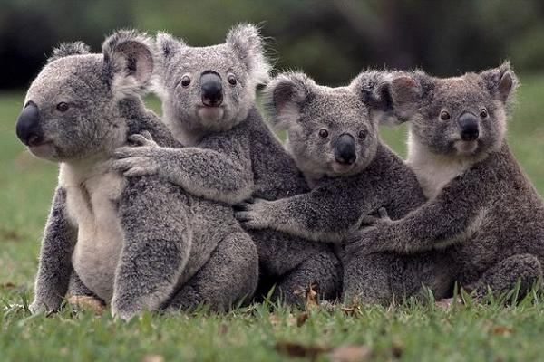 Fakta - Fakta Menarik Mengenai Koala | Waktunya Share
