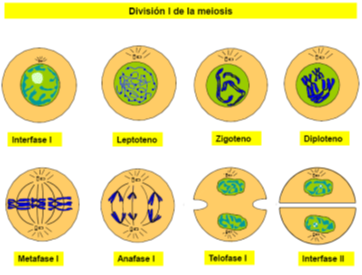 Embriología Primer semestre: Capítulo 2: GAMETOGÉNESIS