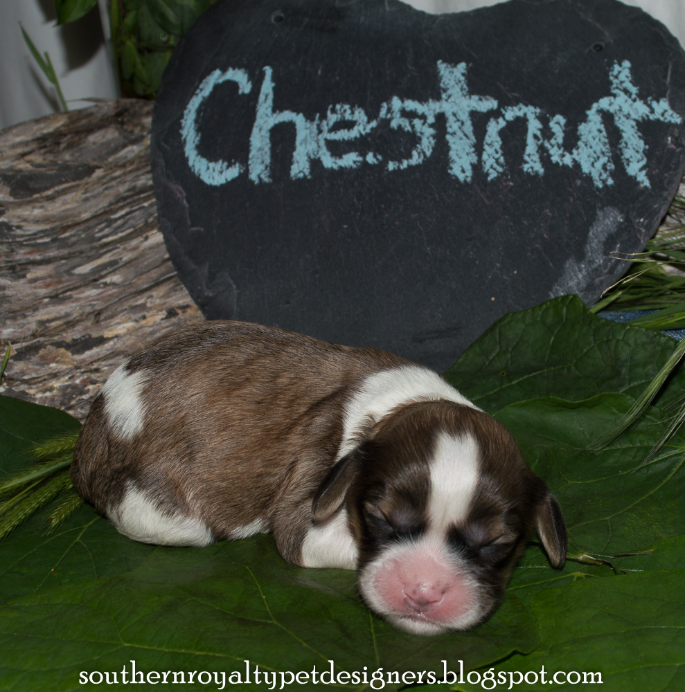 Southern Royalty Pet Designers: Cavaton puppies born 5/8/2017