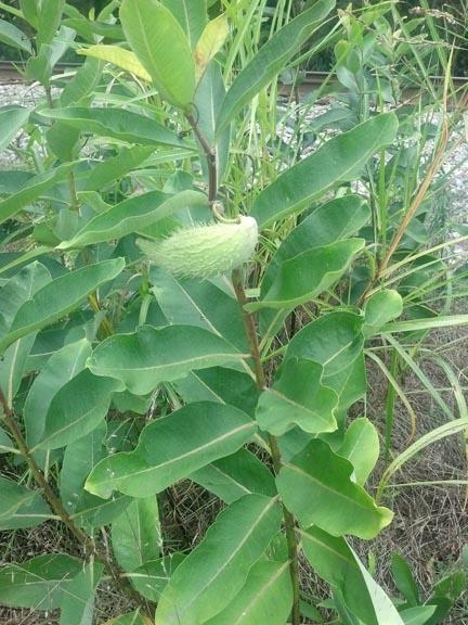 The Dewberry Blog: COMMON MILKWEED – Asclepias Syriaca, Perennial Forb/Herb