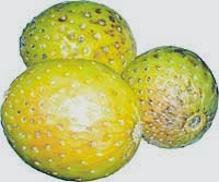 Salud y Vida S.A.: El Fruto Sanky