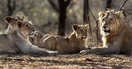 LM-Lion Leaders: Better Together