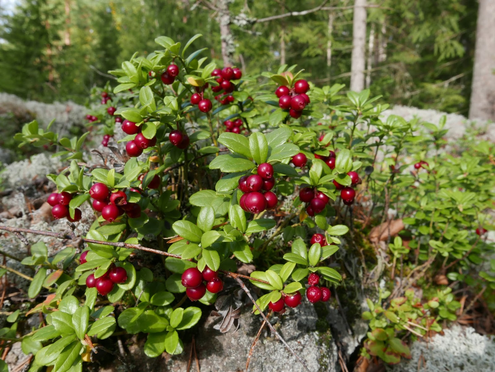 Retkiä kasvimaailmaan: Puolukka