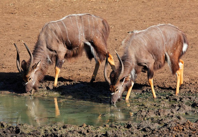 Nyalas Animals | Amazing Facts & Latest Pictures | All Wildlife Photographs