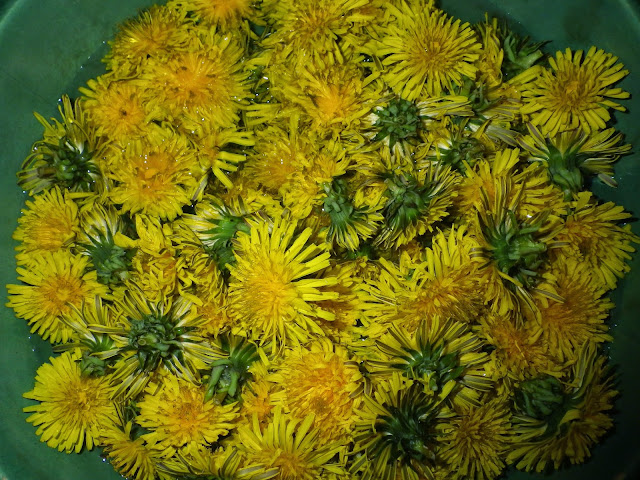 From the Wild: Dandelion Fritters