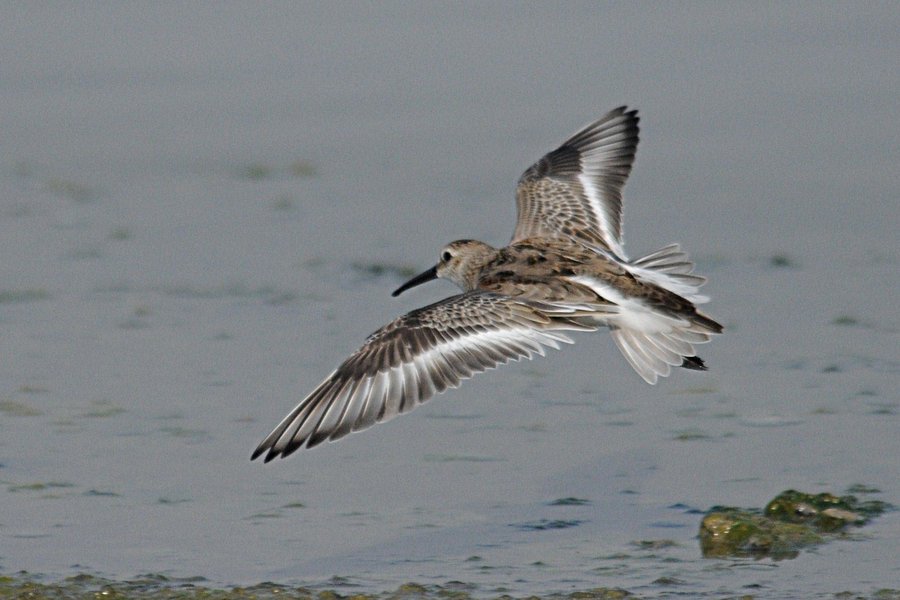 Birds of Saudi Arabia: At last a good bird Long-toed Stint - Dhahran Hills