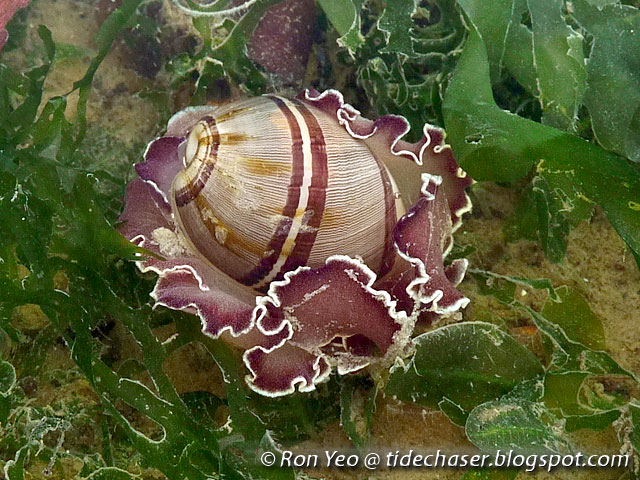 tHE tiDE cHAsER: Marine Snails of Singapore