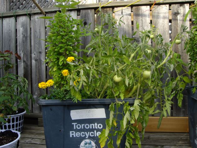 The Great Plant Food Challenge: chemical MiracleGro versus organic ...
