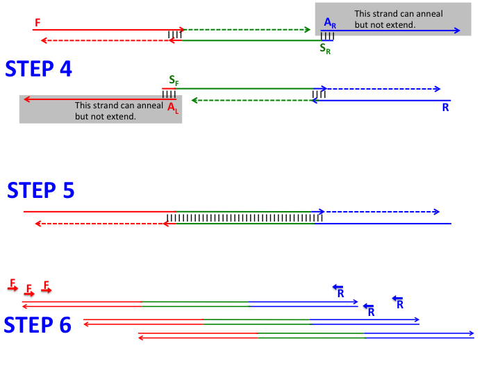 Rrresearch Progress The Big Fragment Assembling Pcr Is Running