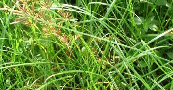 pengertian gulma dan mengenal macam-macam gulma | SEPUTAR TUMBUHAN DAN ...