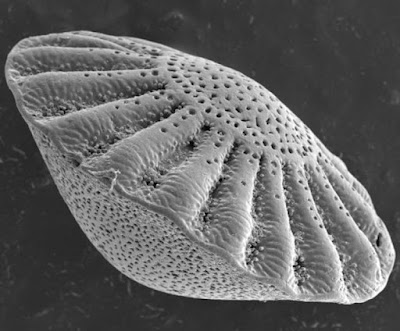 Variety of Life: Cymbaloporidae