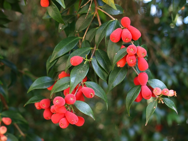 Riberry too red for me and for some too spicy