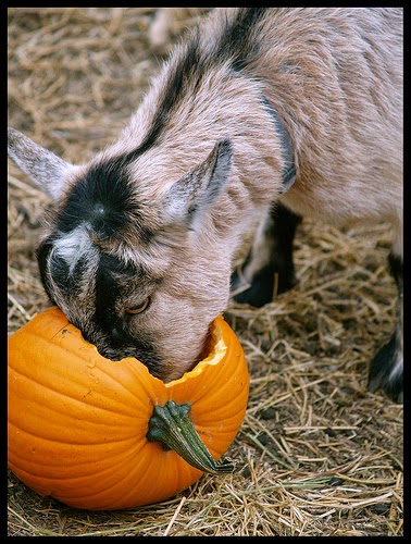 Give a Goat a Pumpkin - Edible Oasis