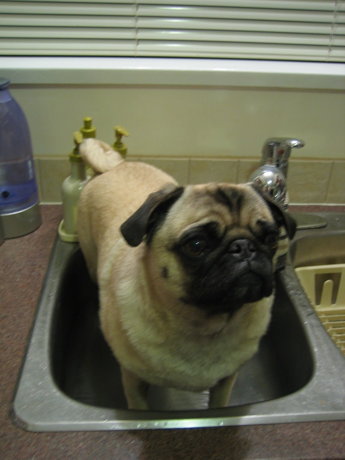 This Pug's Life: Pug Spa