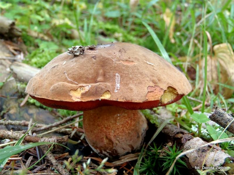 Grzyby gatunkami. Borowik ceglastopory, pociec, pociek, ceglaś ...