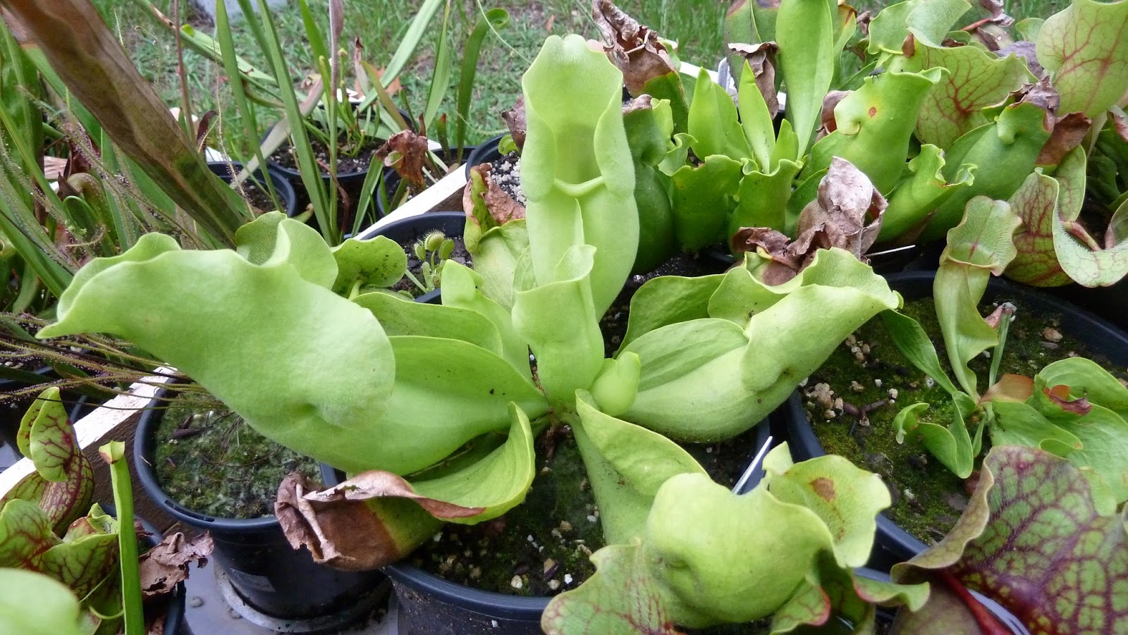 Hooray! Plants!: July 2015