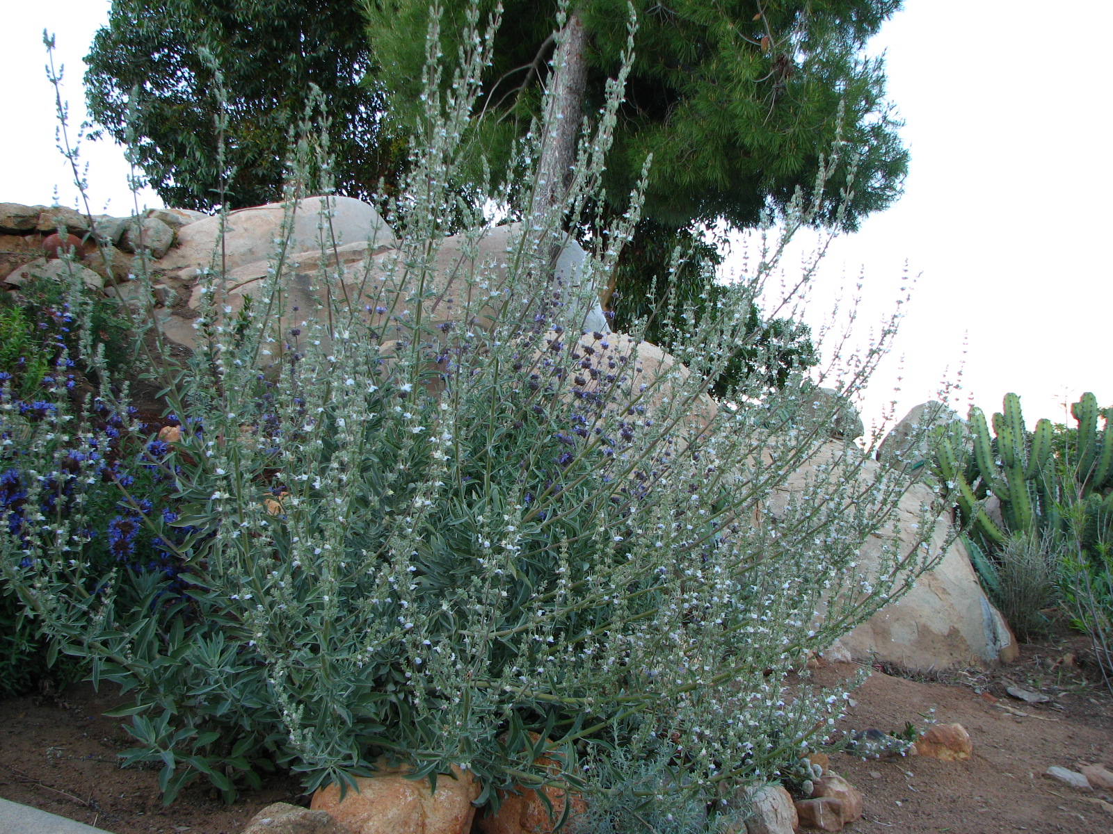 Salvia blanca (Salvia apiana)