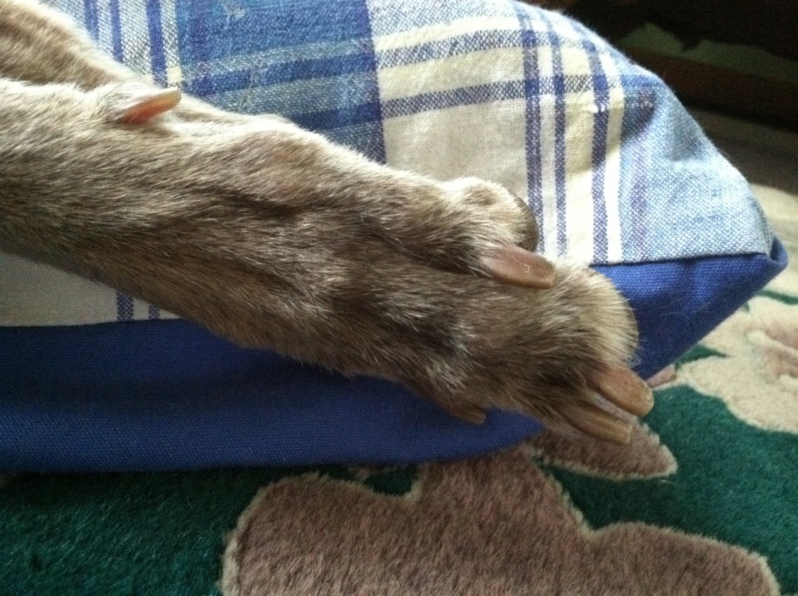 Northern Lights Greyhound Adoption Dog Blog: NLGA Photo Roundup ...