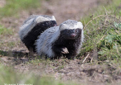 Fauna Patagonia: Huroncito Patagonico ( Lyncodon patagonicus )